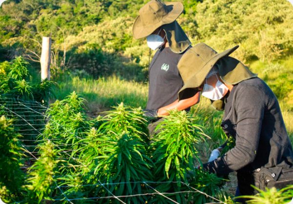 THC medicinal: Conheça os benefícios do canabinoide - APEPI